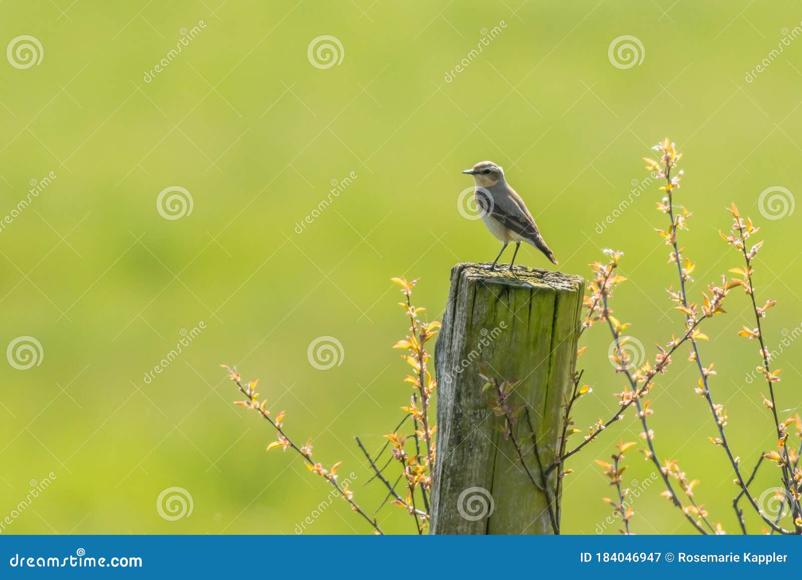 Common Wheatear Oenanthe Oenanthe Stock Image - Image of birdlife ...