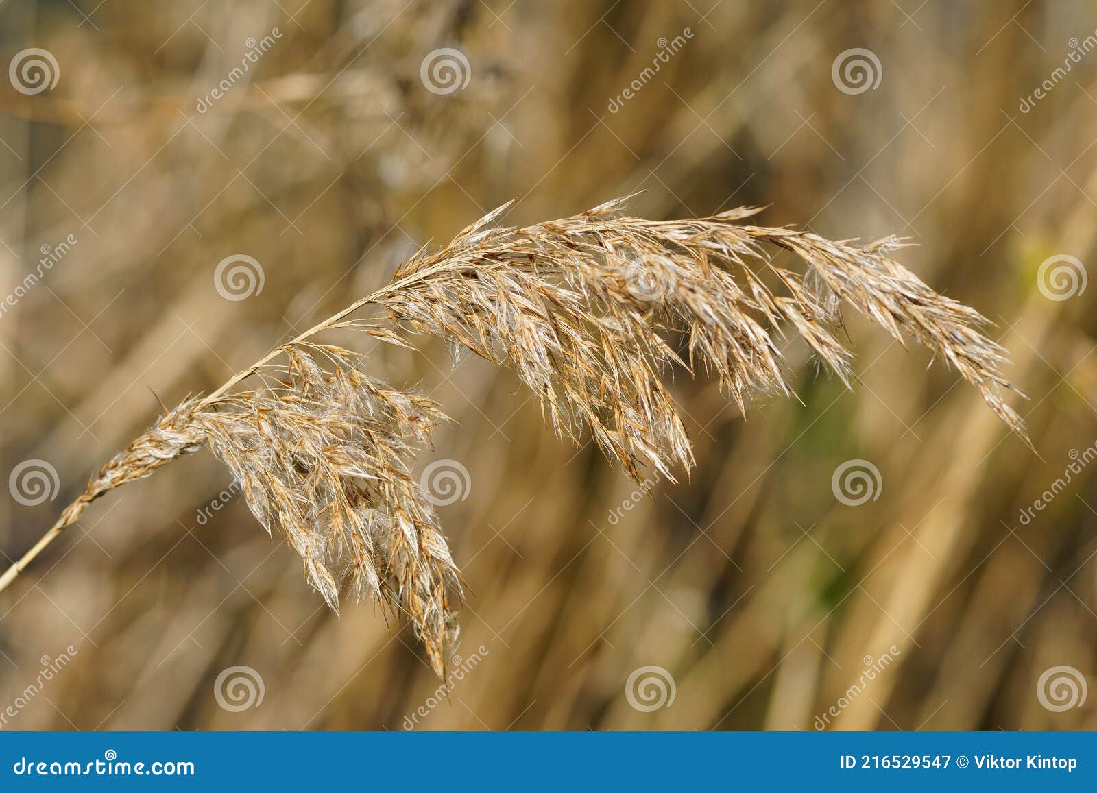 Common Wheatgrass Close Up. Flowering Stems Hanging Stock Image - Image ...