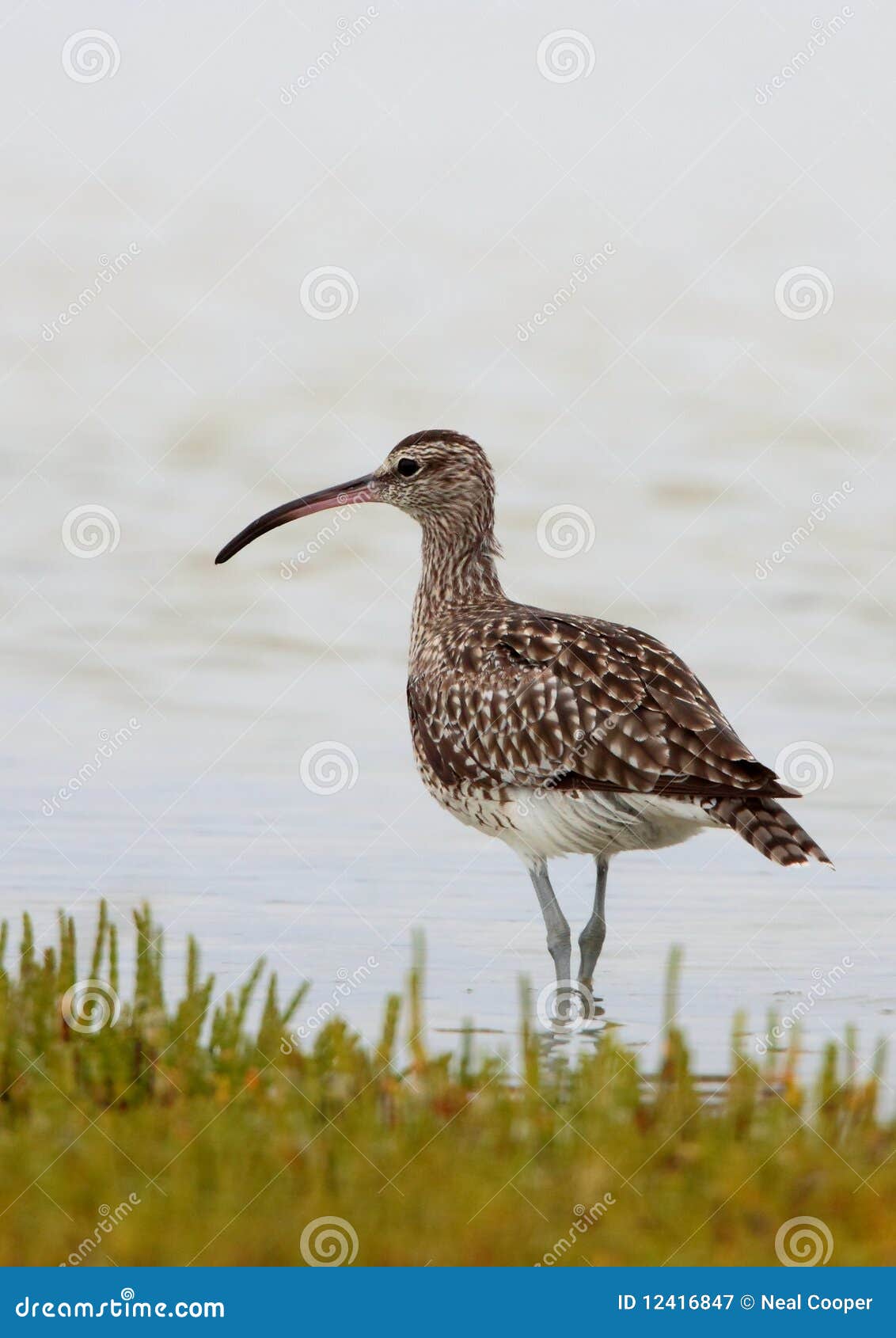 Common Whimbrel stock image. Image of flats, langebaan - 12416847
