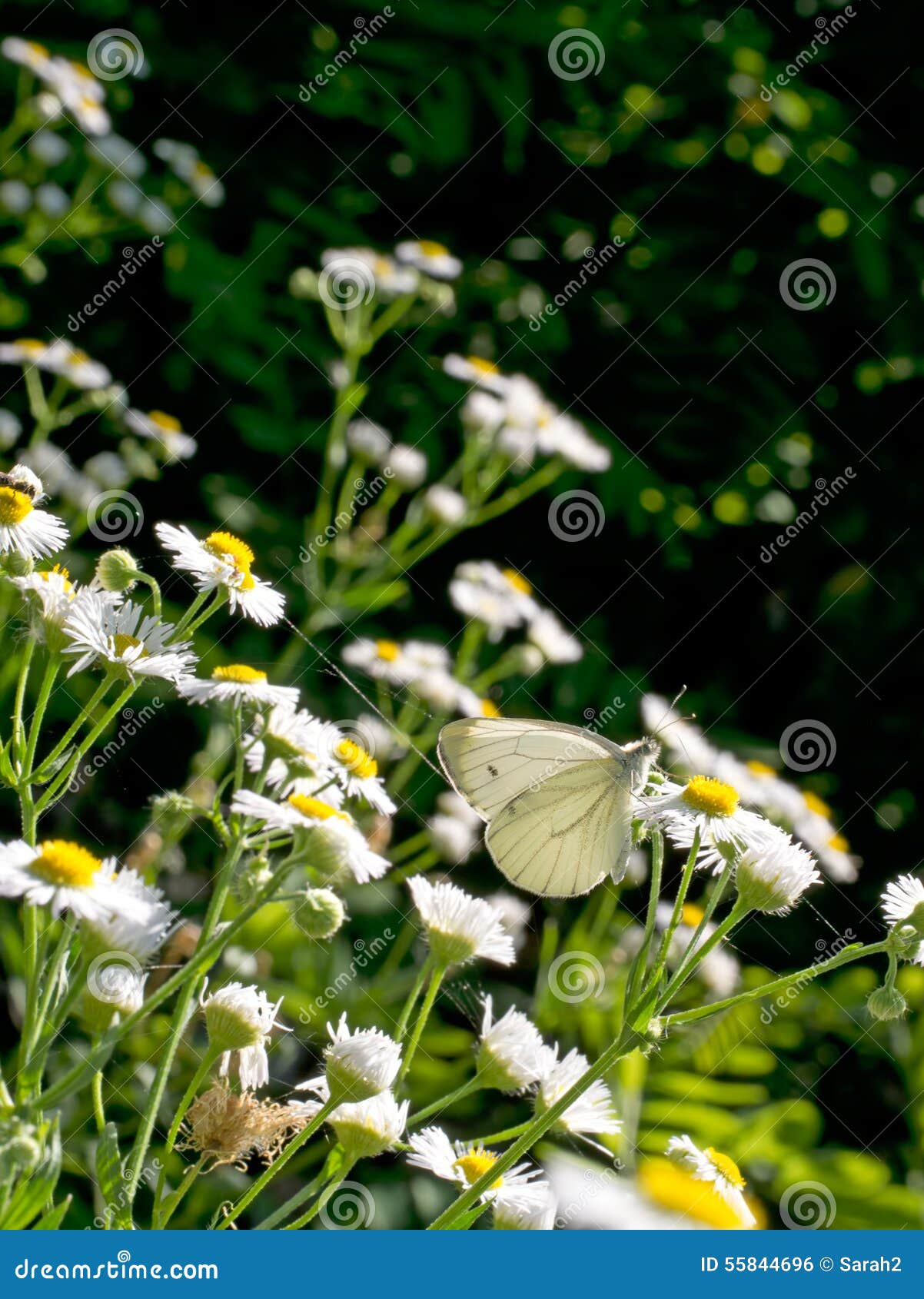 Common White Butterfly on Daisies, Backlit. Stock Photo - Image of ...