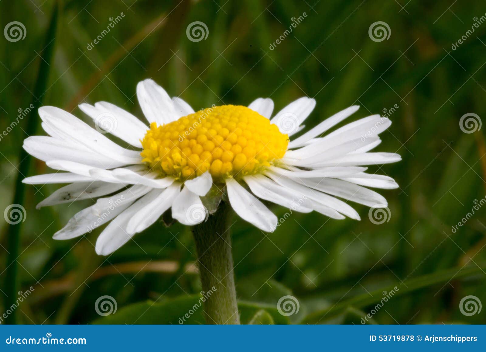 Common White Daisy Close Up Stock Photo - Image of beauty, abstract ...