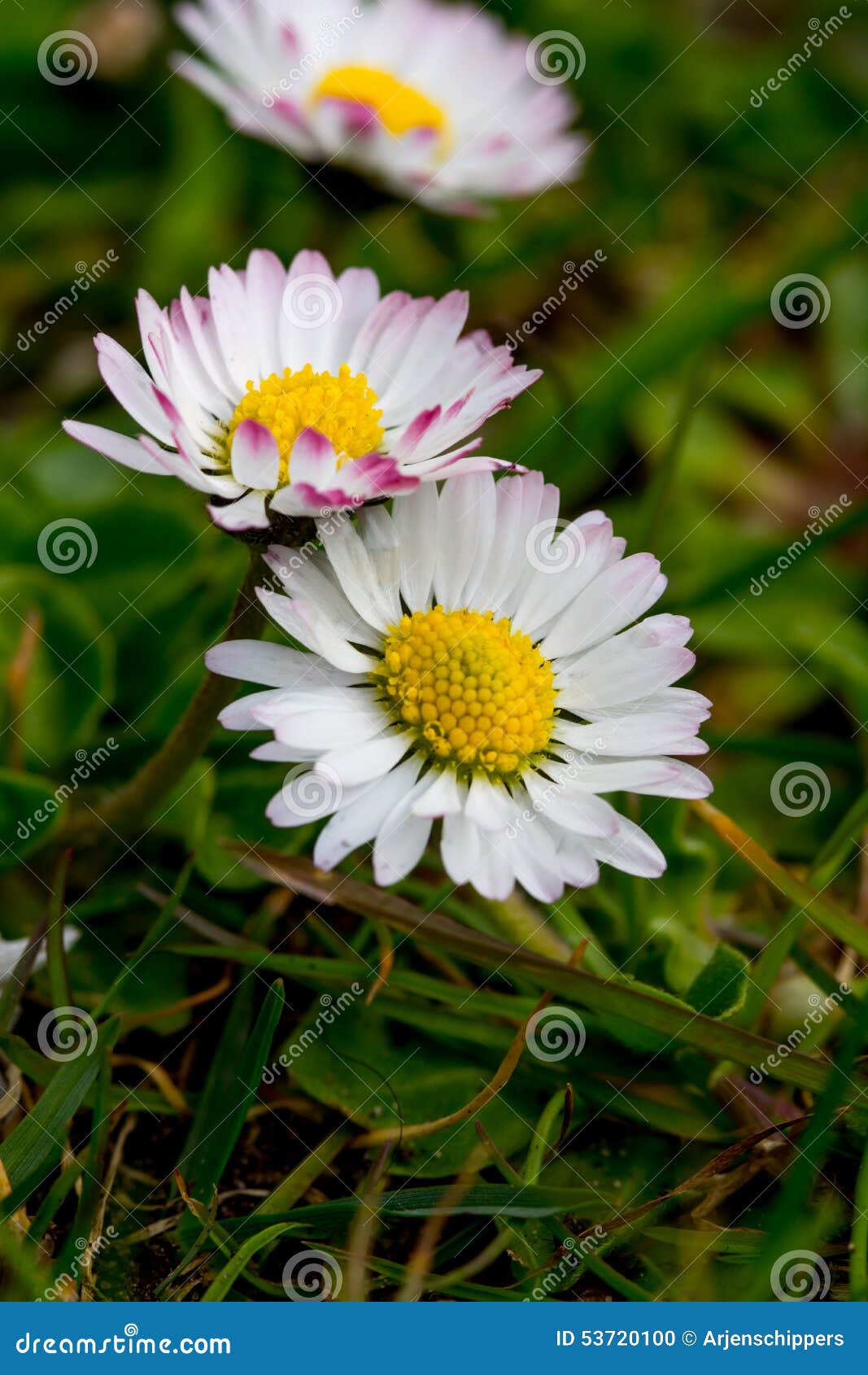 Common White Daisy Close Up Stock Photo - Image of focus, environment ...