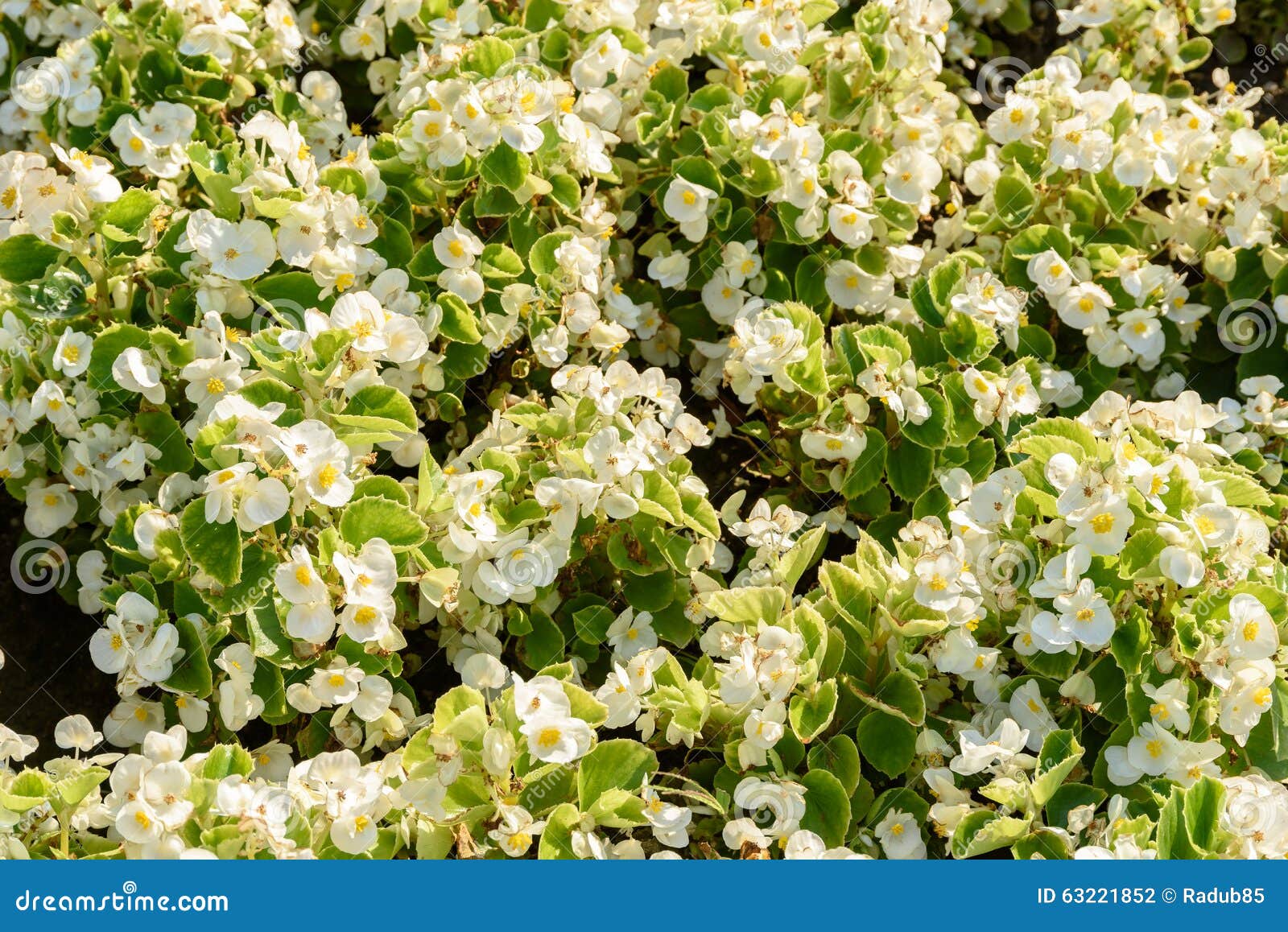 Common White Flowers in Spring Stock Photo - Image of closeup, floral ...