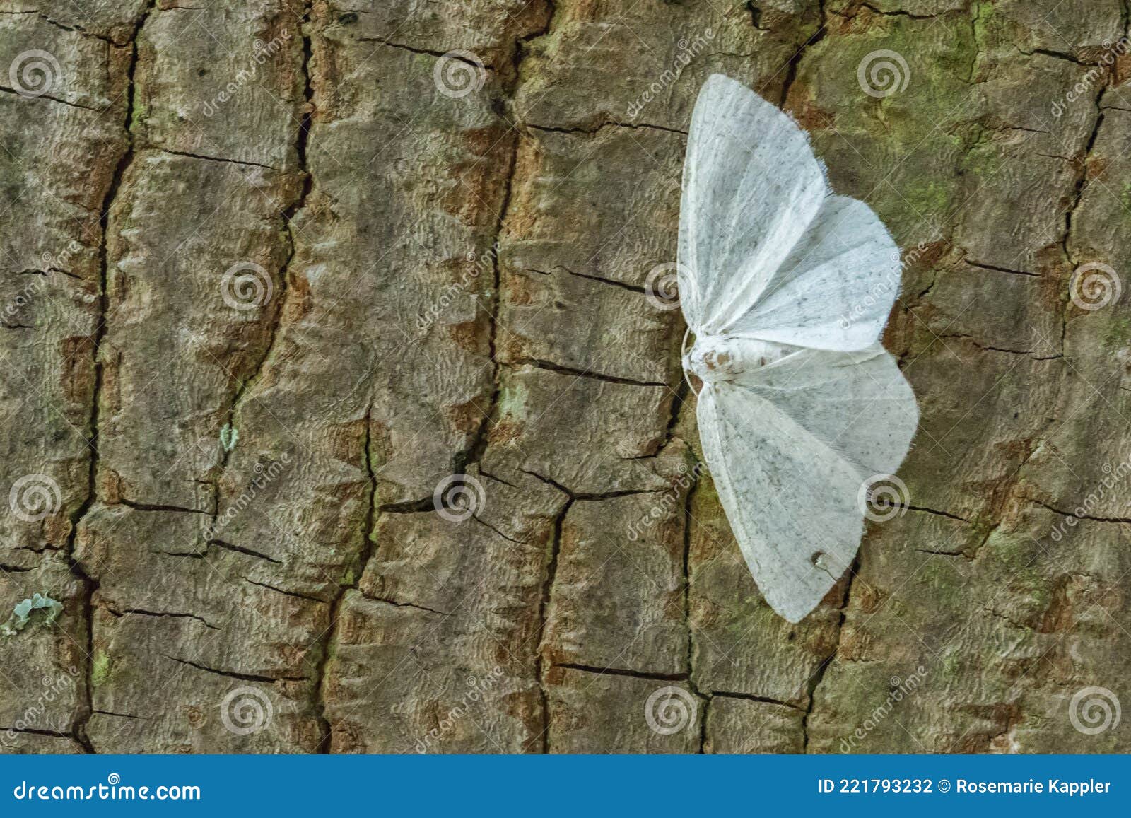 Common White Wave Cabera Pusaria Stock Photo - Image of grey, insects ...