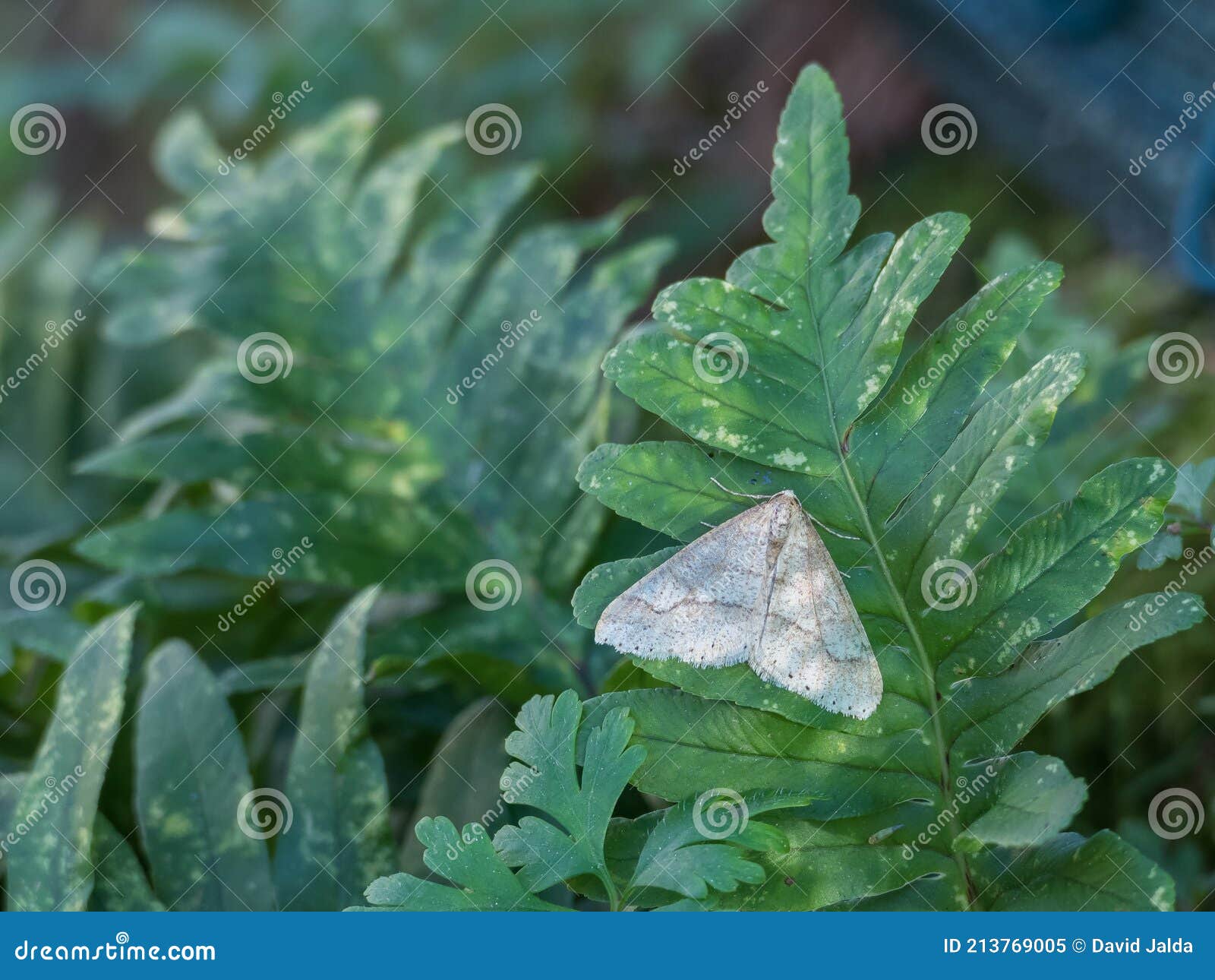 Common White Wave on a Fern Leaf Stock Image - Image of insect ...