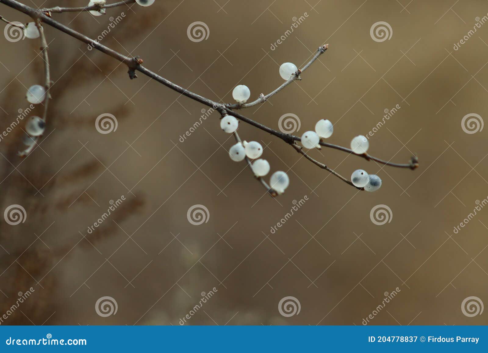 Common white Wild barries stock image. Image of wild - 204778837