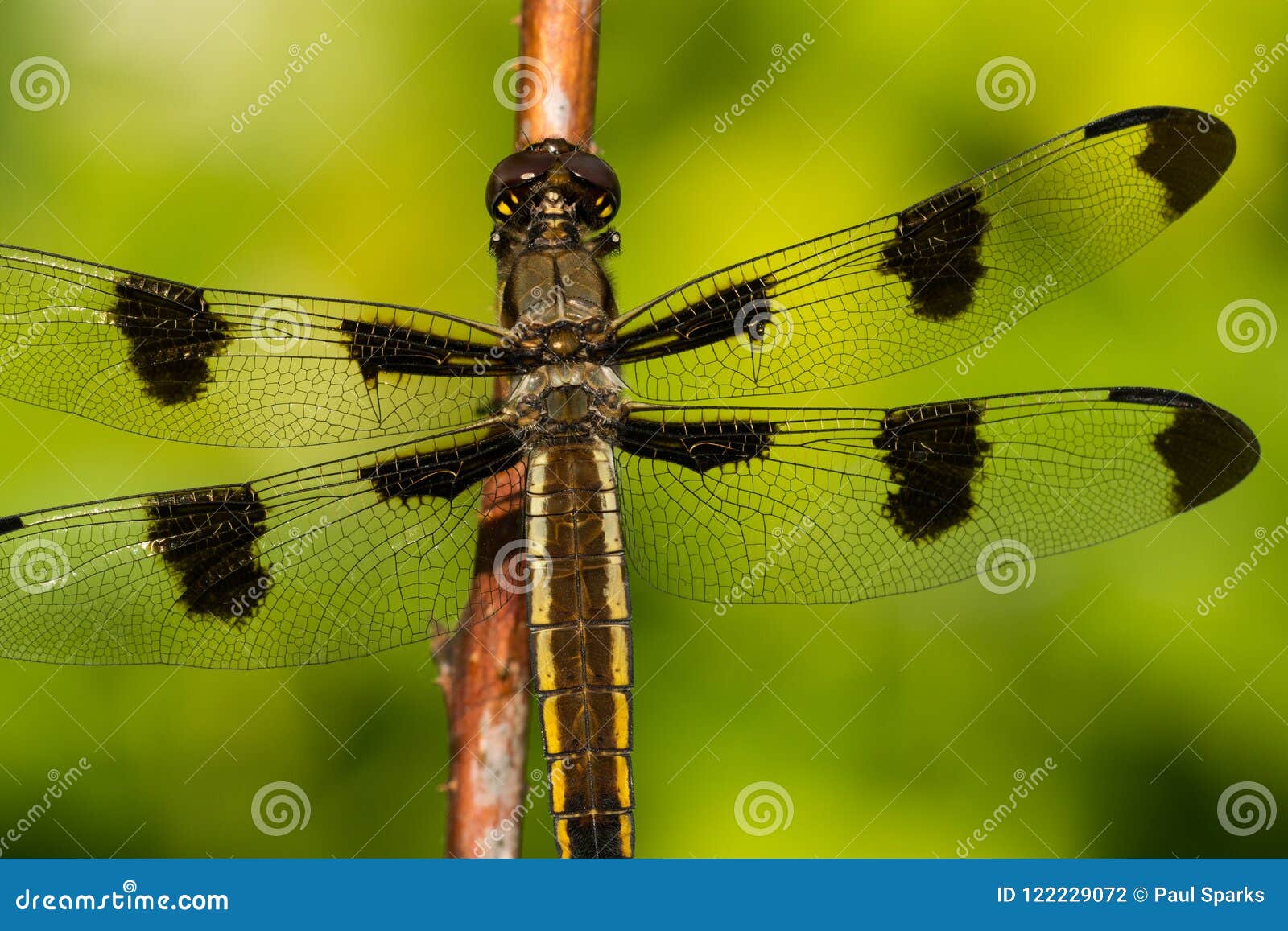 Common Whitetail stock photo. Image of wildlife, dragonfly - 122229072