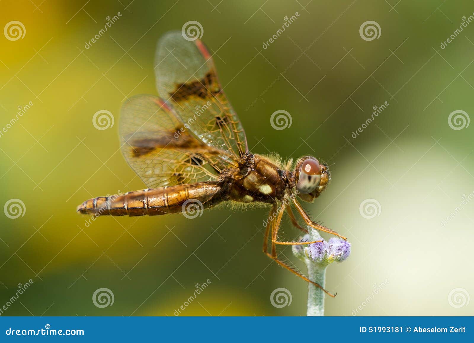 Common Whitetail stock image. Image of whitetail, dragonfly - 51993181