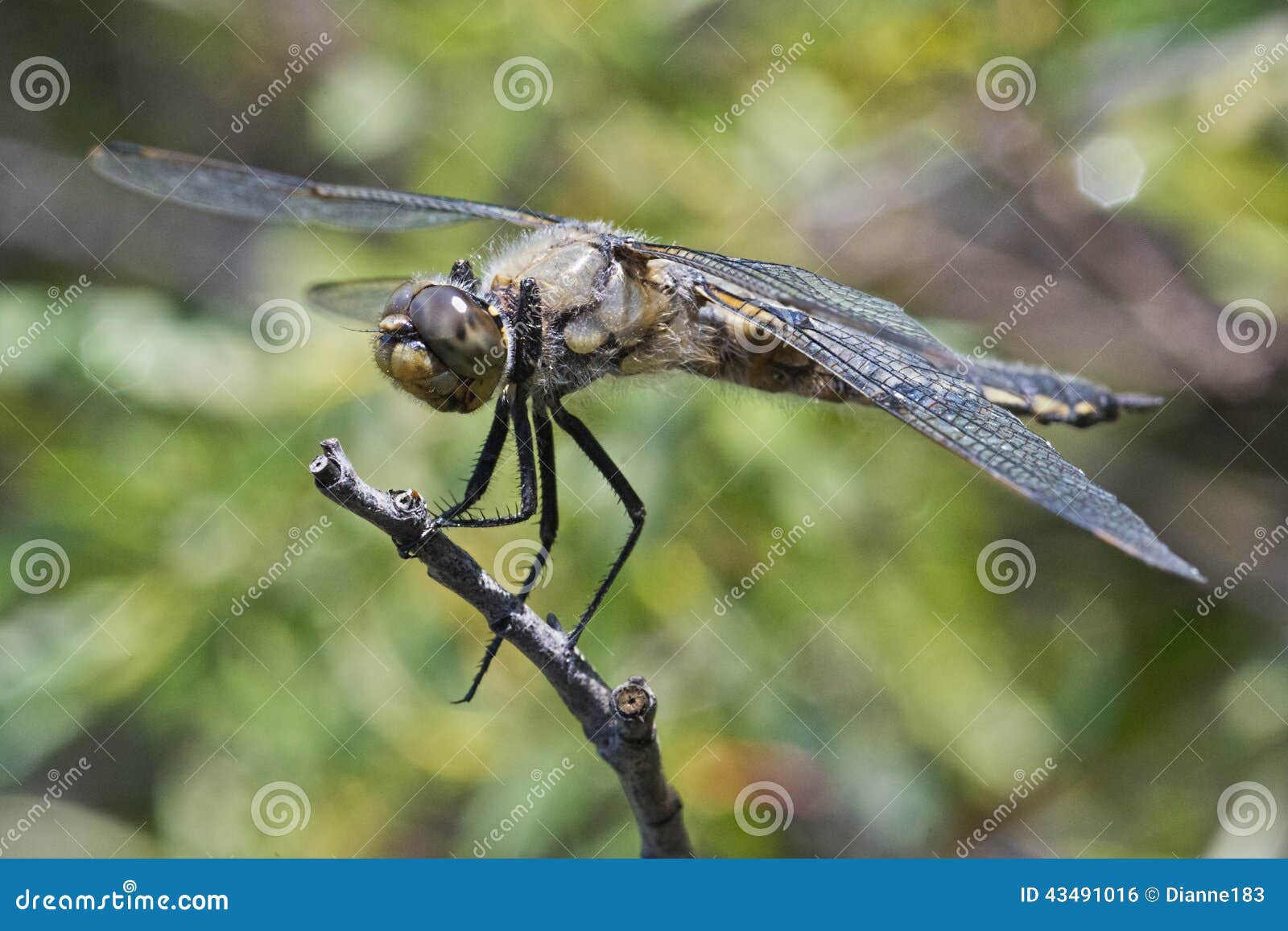 Common Whitetail Dragonfly stock photo. Image of common - 43491016