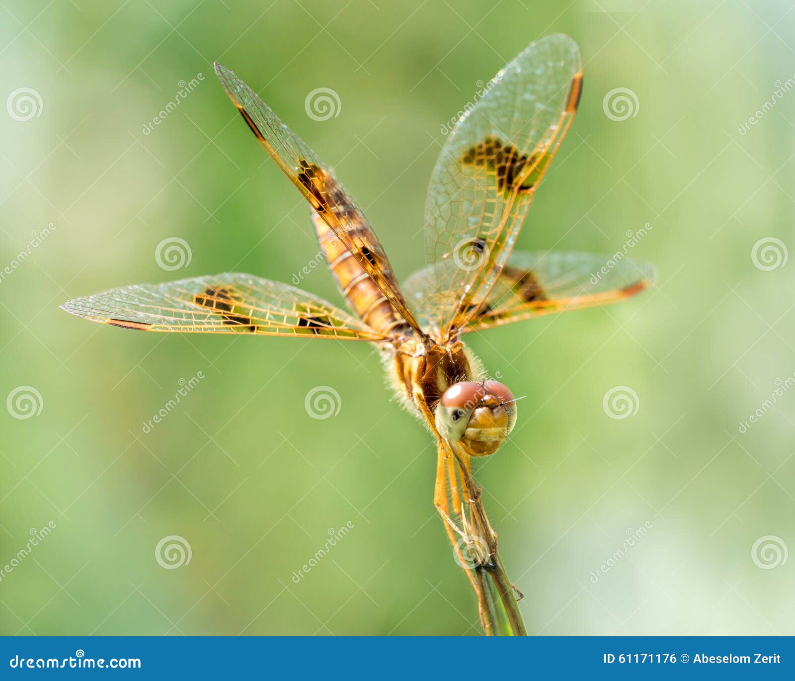 Common Whitetail Dragonfly Plathemis Lydia Resting On The Groundd Stock ...