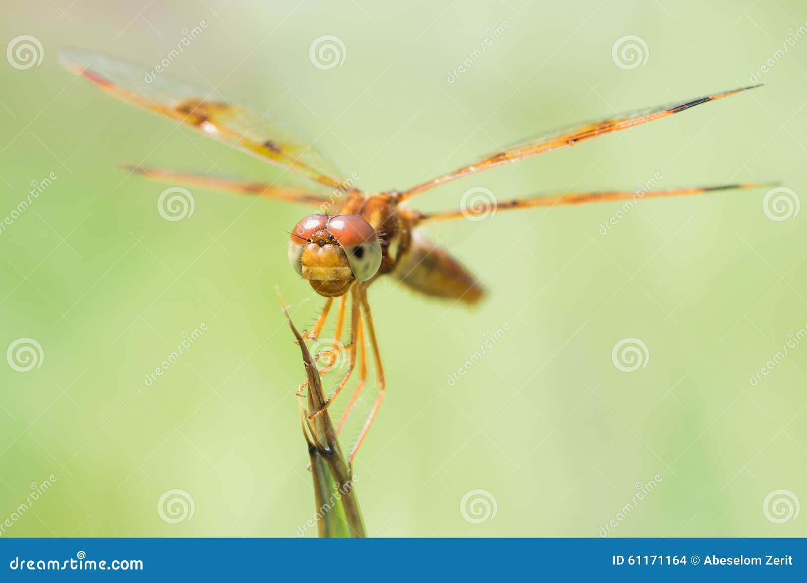 Common Whitetail VII stock photo. Image of providence - 61171164