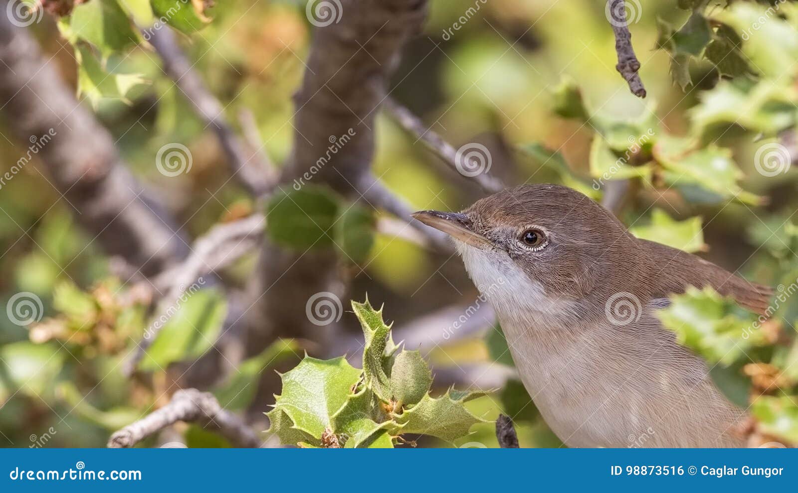 Common Whitethroat on Shrubbery Stock Photo - Image of plumage ...