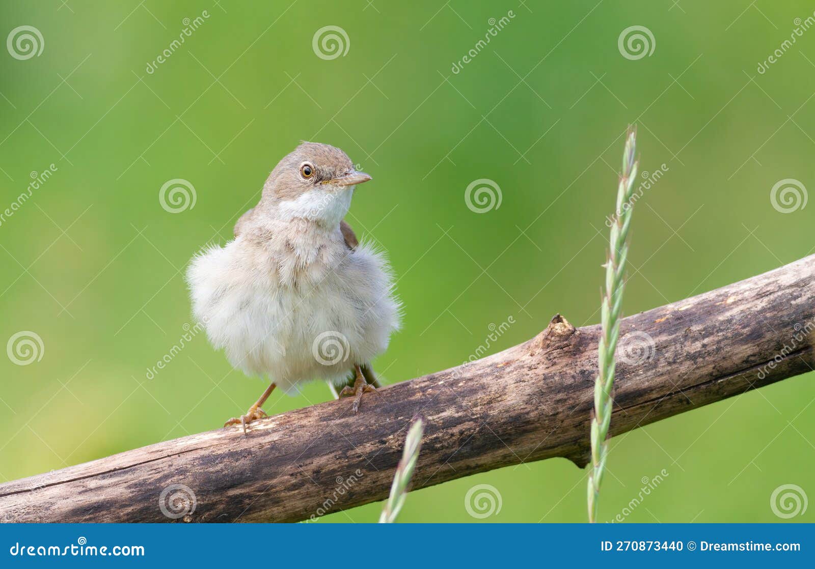Common Whitethroat, Sylvia Communis. a Bird Sat on a Branch and Ruffled ...