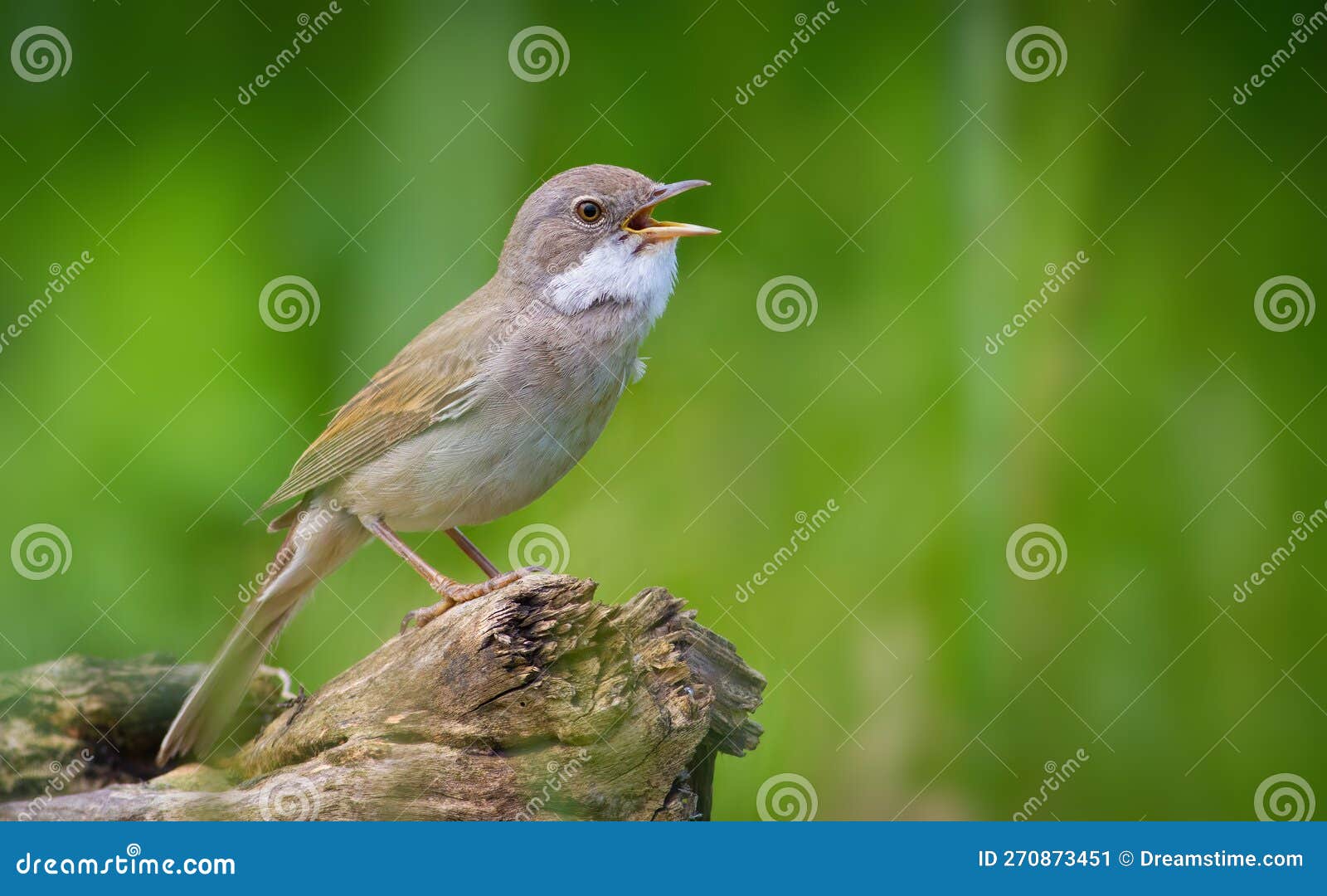 Common Whitethroat, Sylvia Communis. a Bird Sings while Sitting on a ...