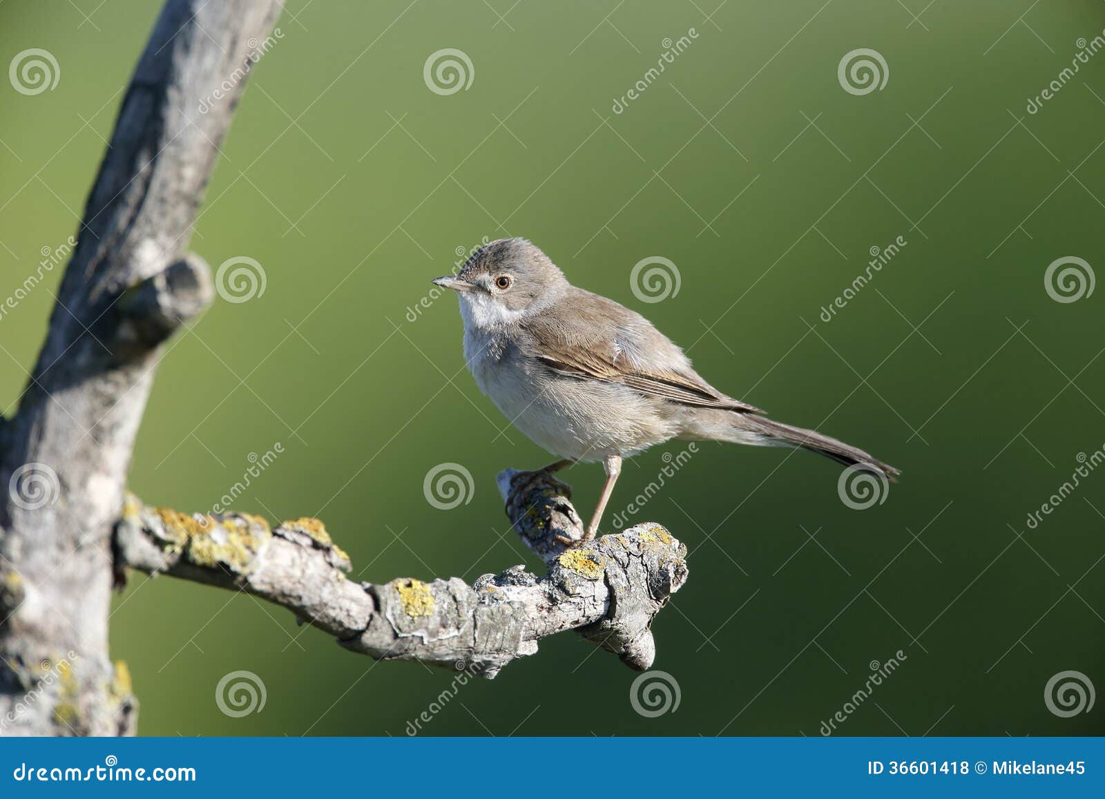 Common Whitethroat, Sylvia Communis Stock Photo - Image of common, bird ...