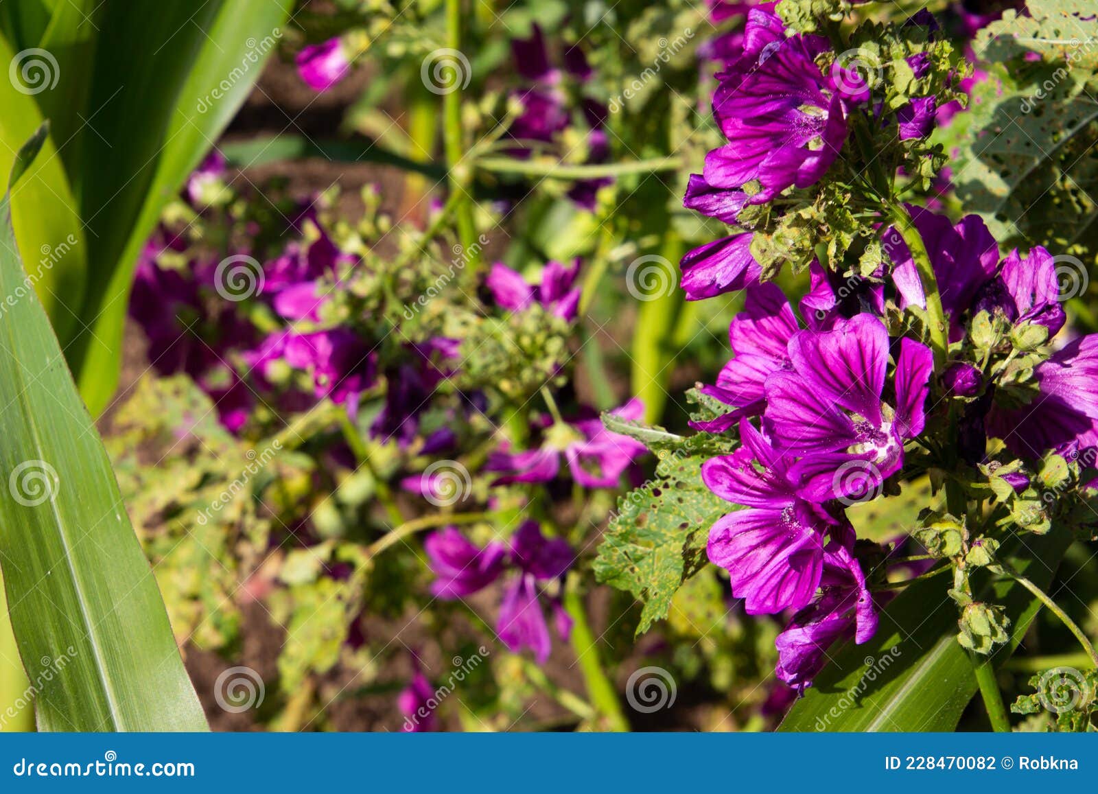 Common Wild Mallow with Copy Space, Also Called Malva Sylvestris Stock ...