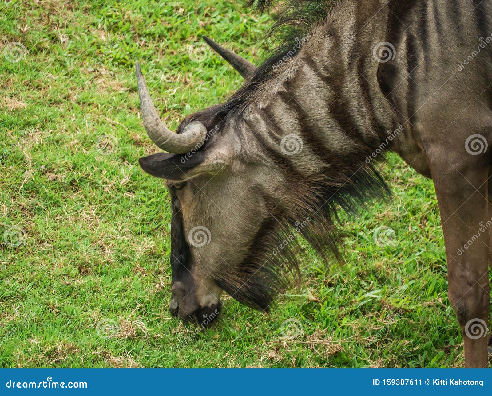 Common Wildebeest or Gnu on Lawn Stock Image - Image of horns, wild ...