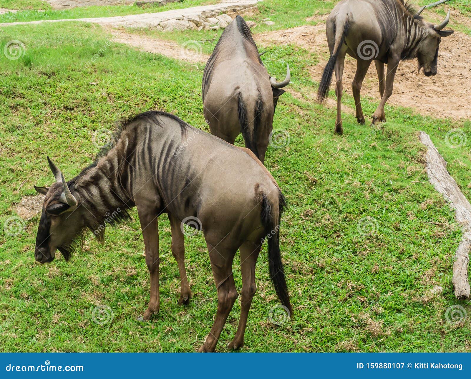 Common Wildebeest or Gnu on Lawn Stock Image - Image of nature ...