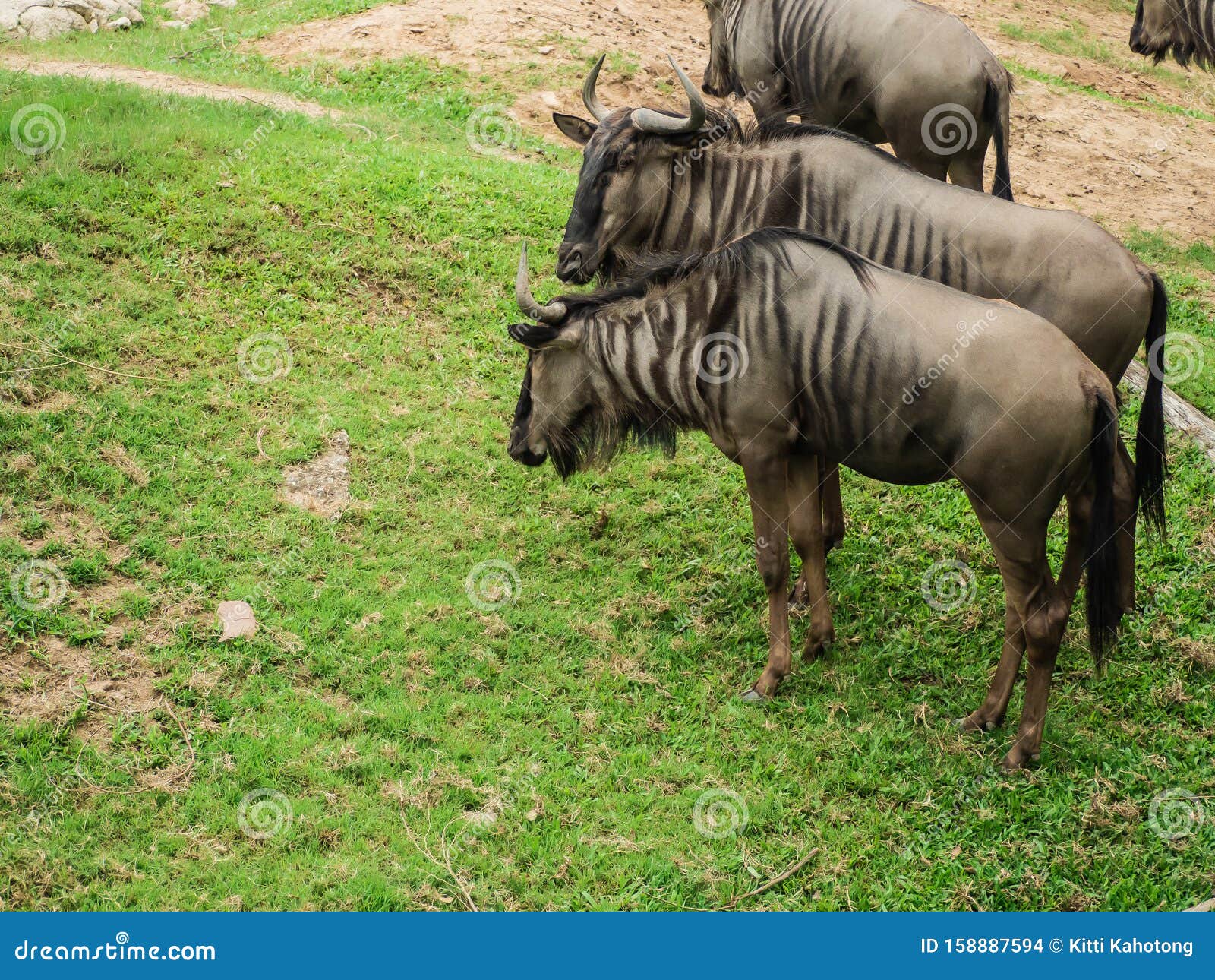 Common Wildebeest or Gnu on Lawn Stock Photo - Image of blue, africa ...