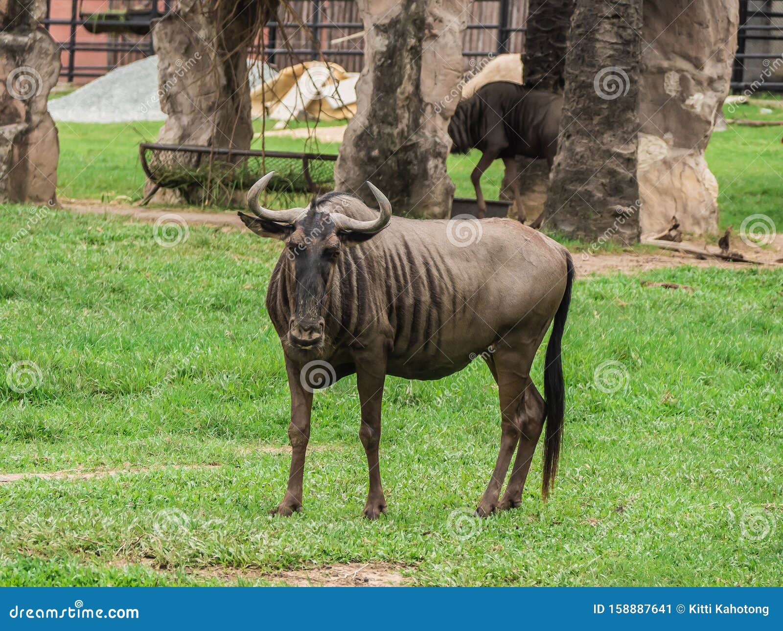 Common Wildebeest or Gnu on Lawn Stock Image - Image of bush, nature ...