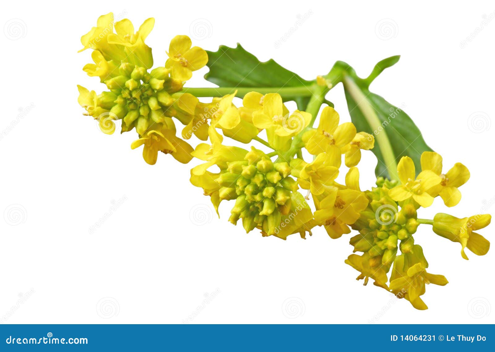 Common Winter Cress stock image. Image of vulgaris, seasonal - 14064231
