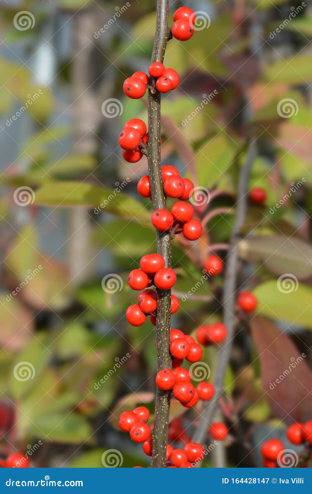 Common winterberry stock image. Image of canada, michigan - 164428147