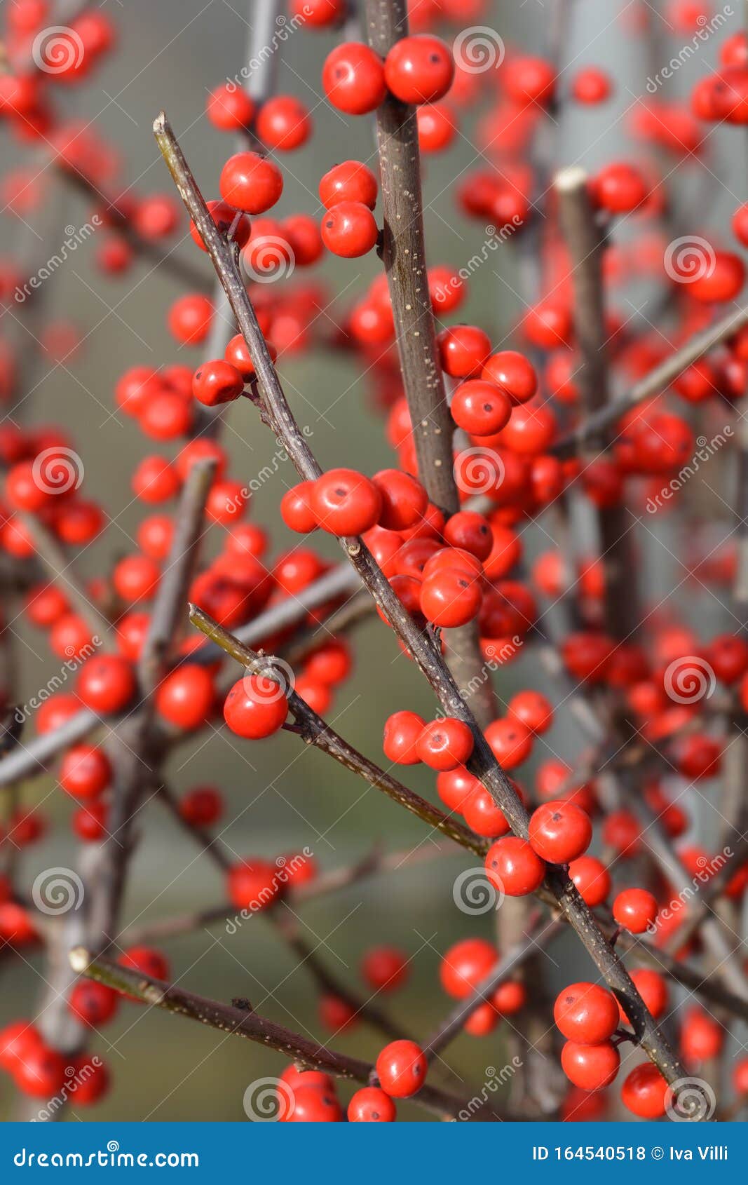 Common winterberry stock photo. Image of garden, bush - 164540518