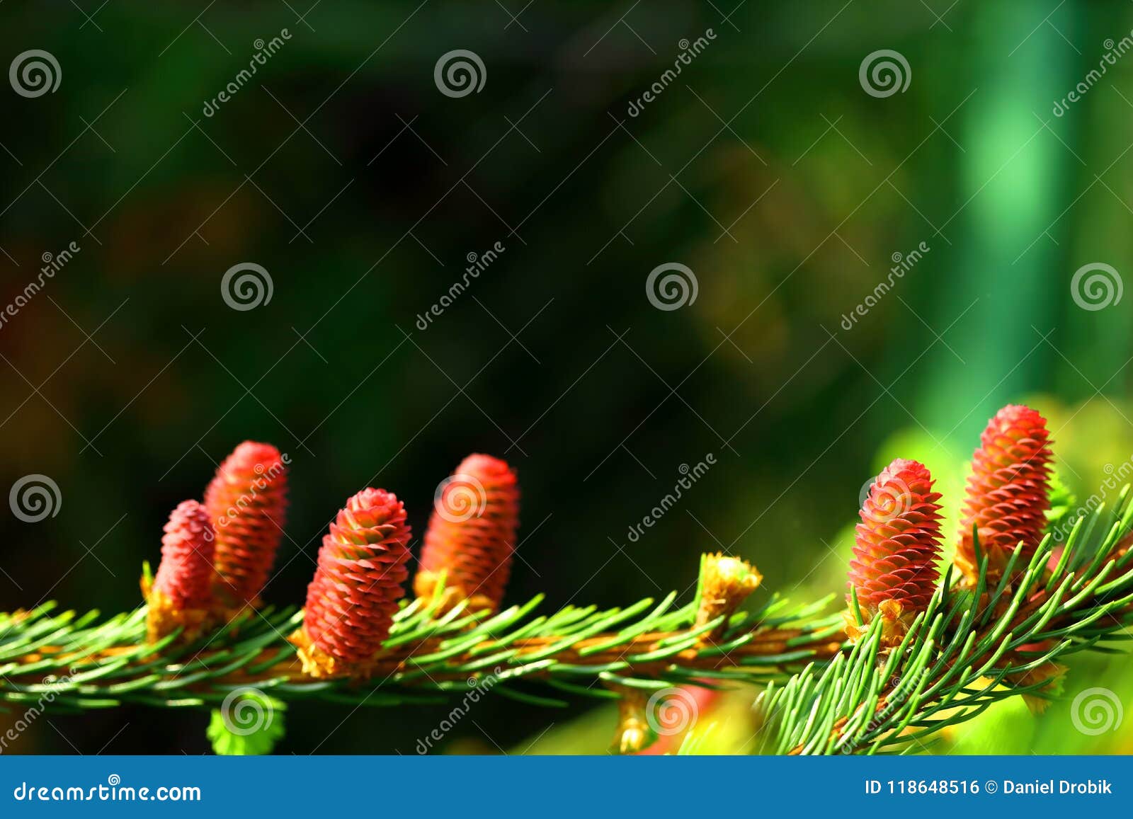 Common Wisps Occurring Practically in Every Corner of the World. Stock ...