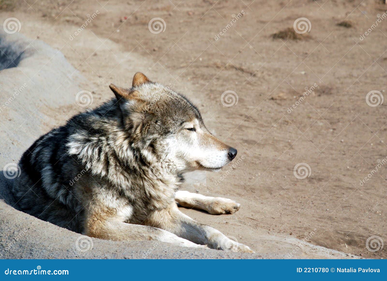 Common wolf stock photo. Image of teeth, head, nature - 2210780