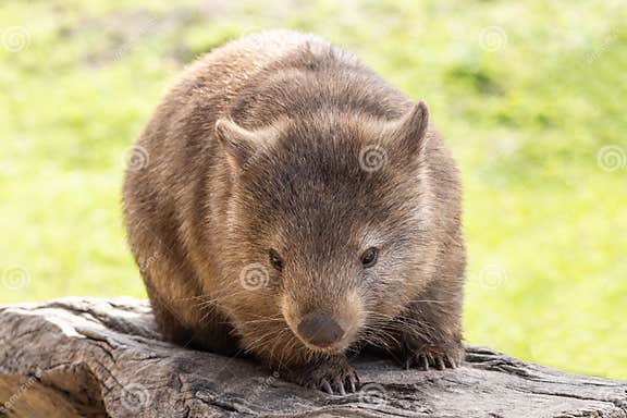 Common Wombat stock image. Image of brown, nature, wombat - 315431535