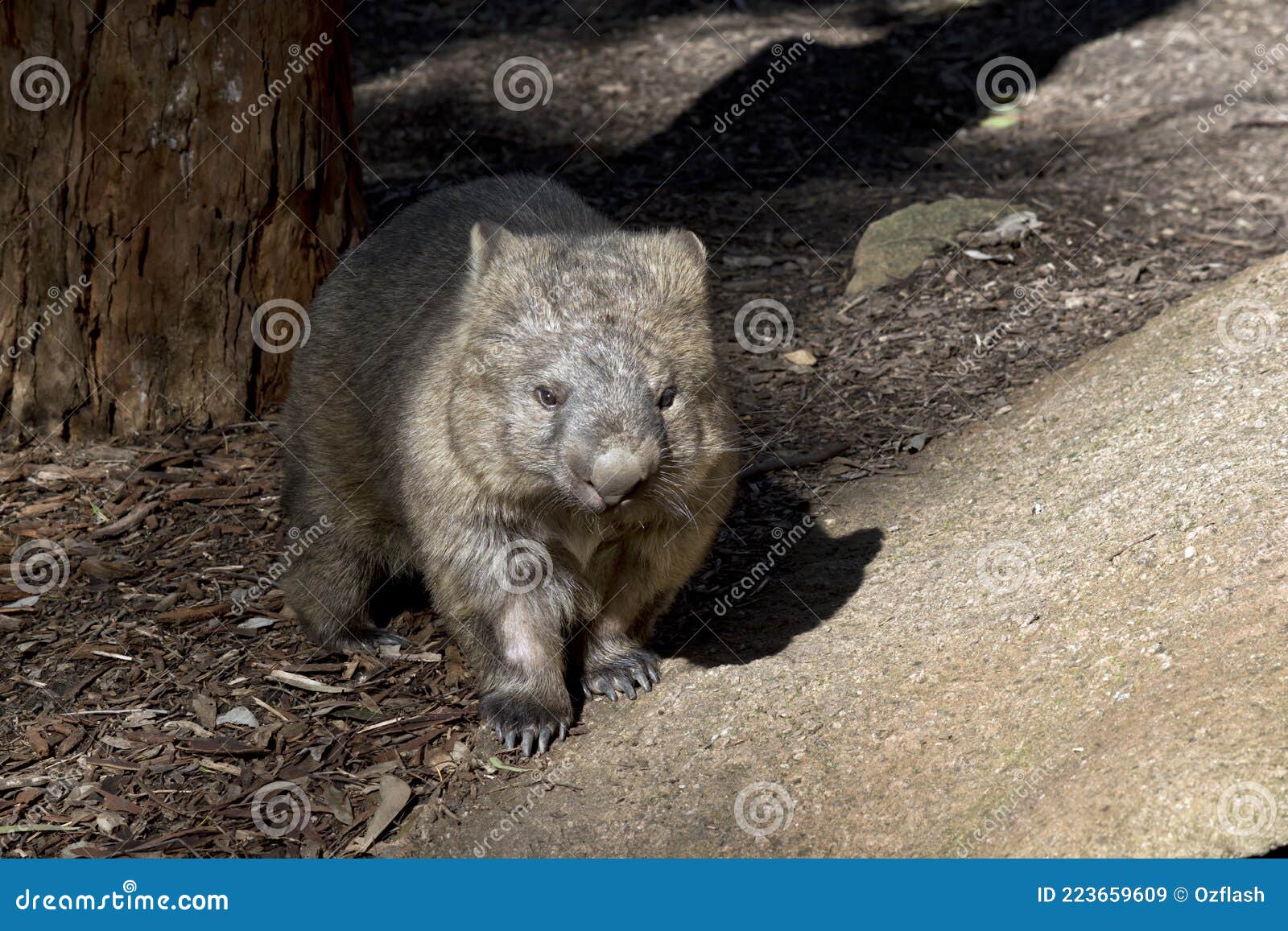 The Common Wombat is Brown and Furry Stock Image - Image of mammal ...