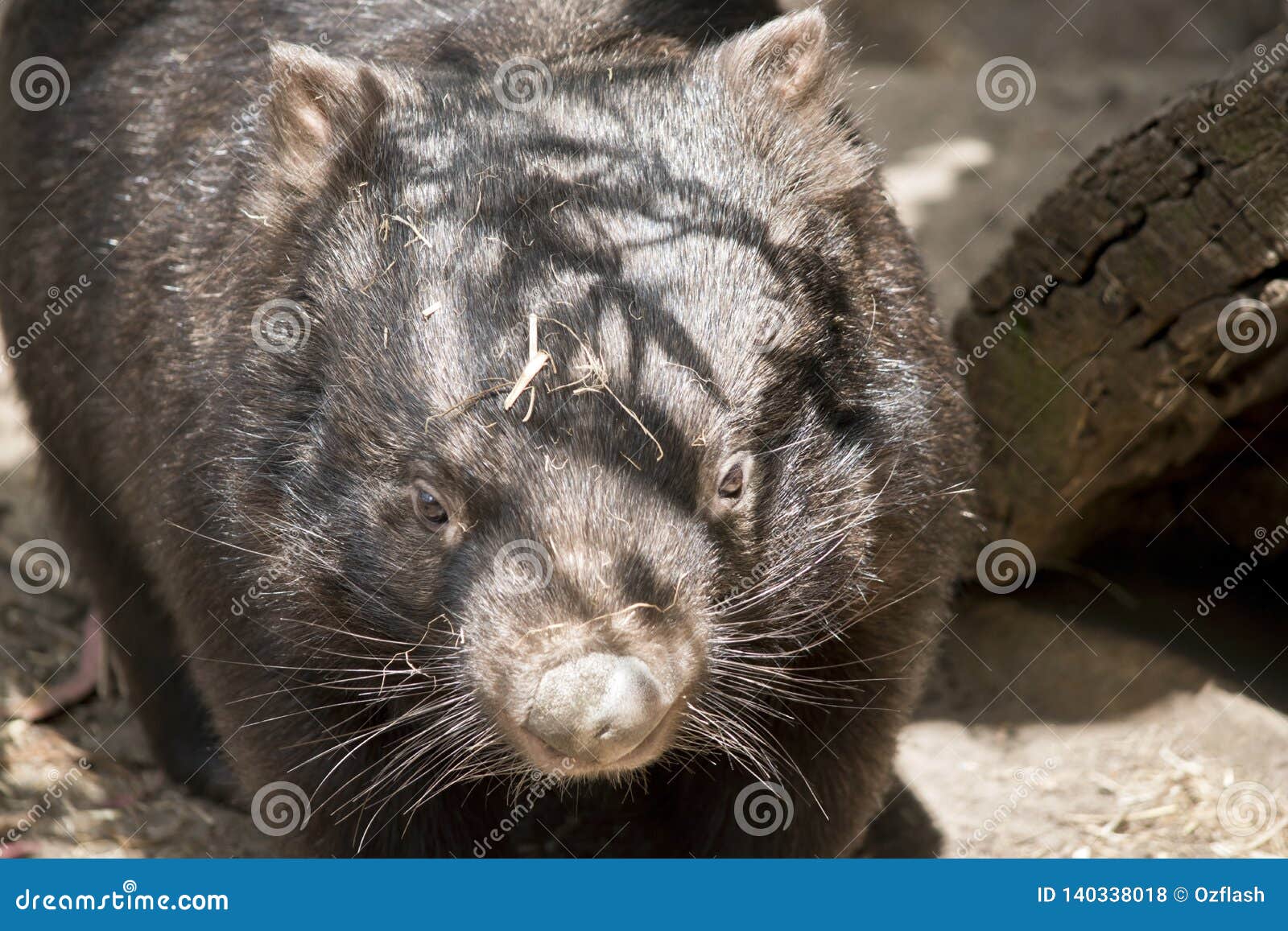 A common wombat stock photo. Image of furry, hairy, outdoors - 140338018