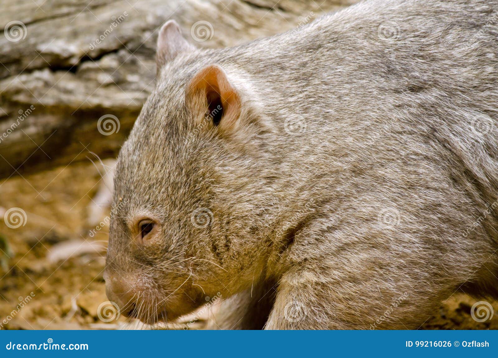 Common wombat stock photo. Image of view, wombat, snout - 99216026