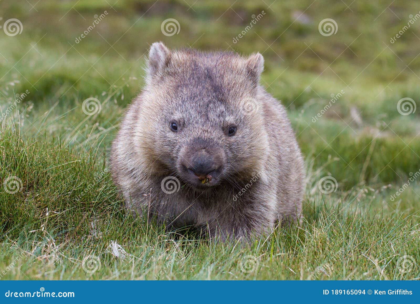 Common Wombat stock photo. Image of grass, nature, mammal - 189165094