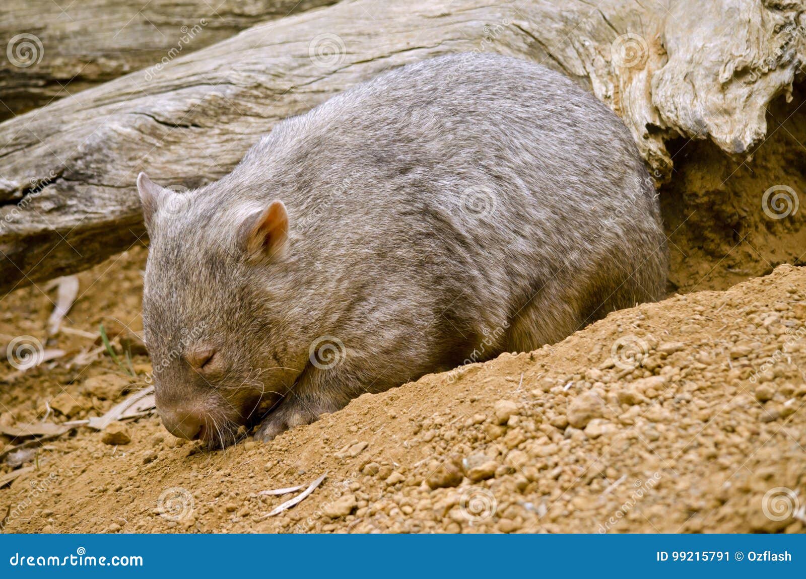 Common wombat stock image. Image of side, grey, whiskers - 99215791