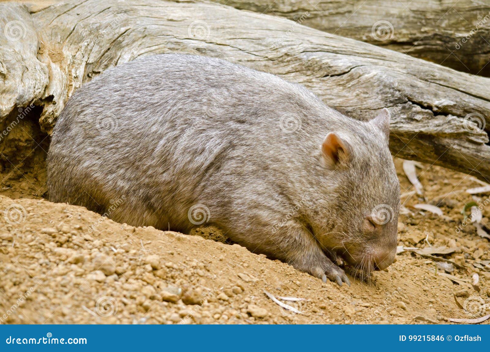Common wombat stock photo. Image of closeup, marsupial - 99215846