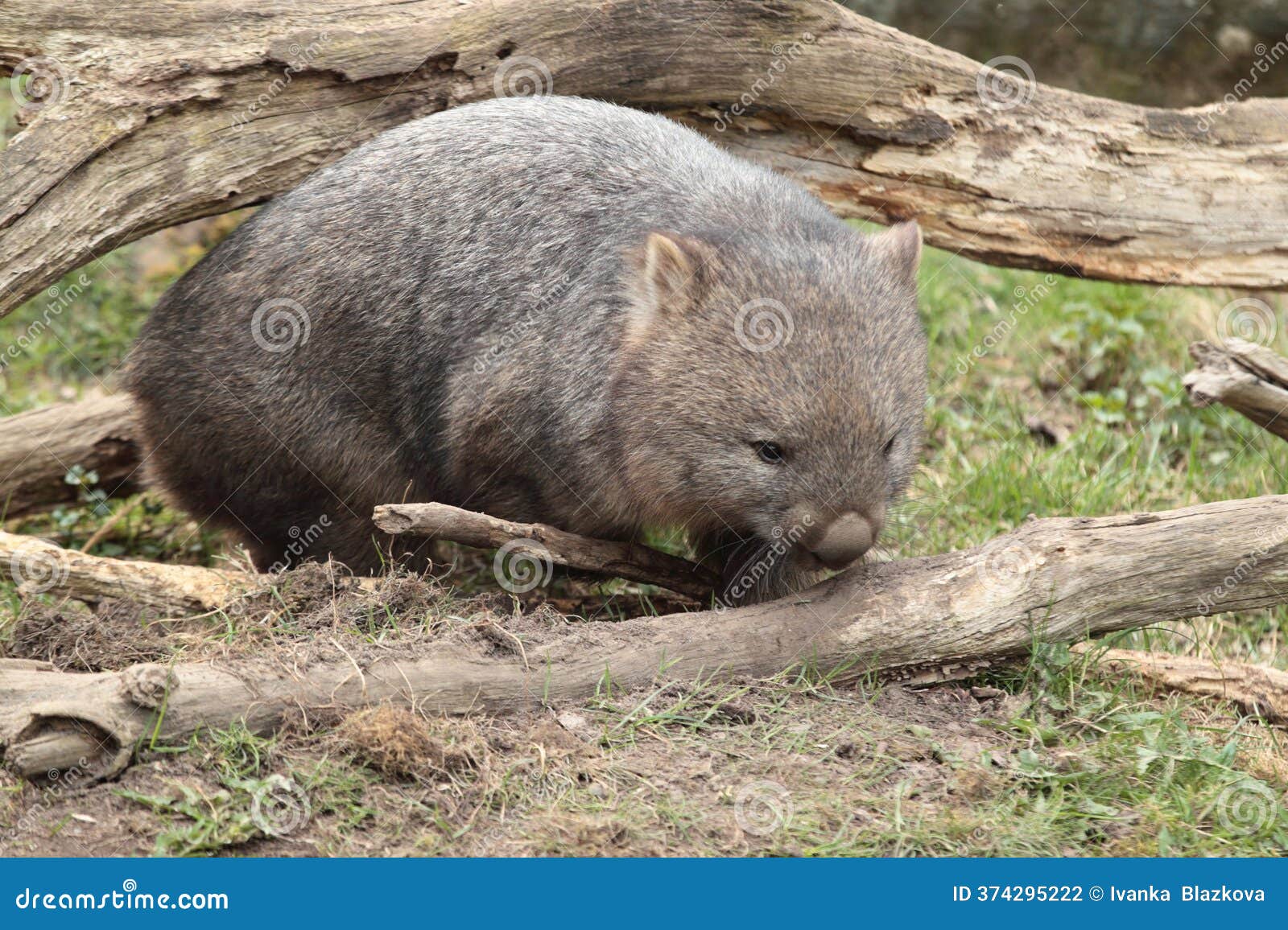 Common Wombat - Australian Marsupial Royalty-Free Stock Photo | CartoonDealer.com #309612309