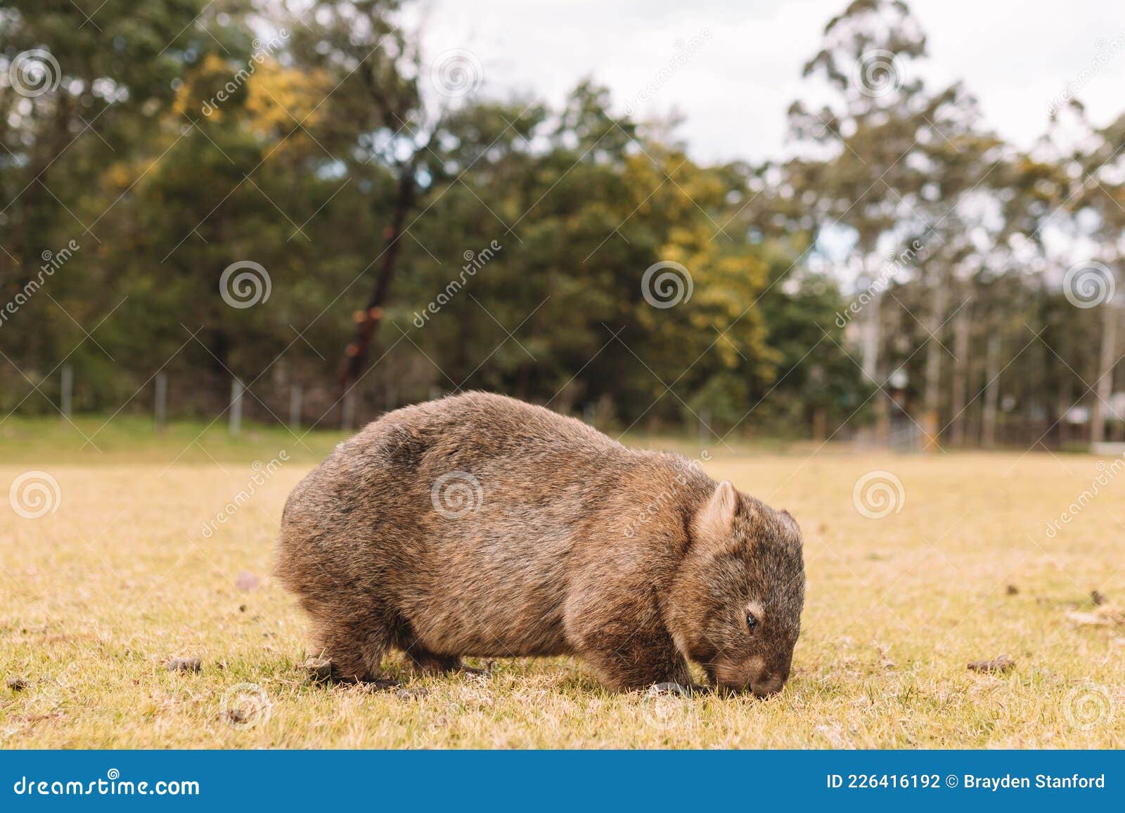 Common Wombat Eating Grass in a Field. Stock Photo - Image of animal ...