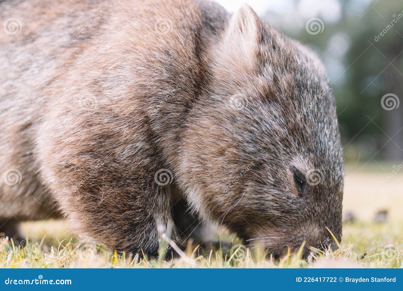 Common Wombat Eating Grass in a Field. Stock Photo - Image of feeding ...