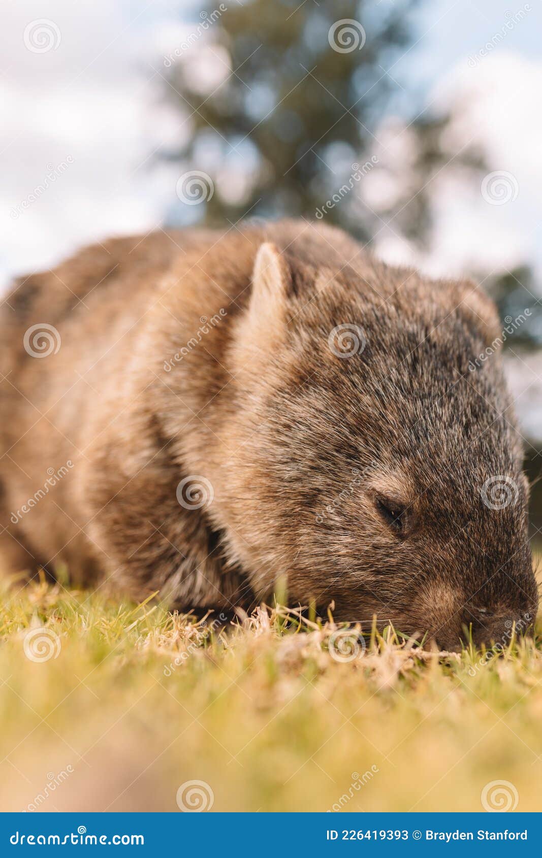 Common Wombat Eating Grass in a Field. Stock Image - Image of wildlife ...