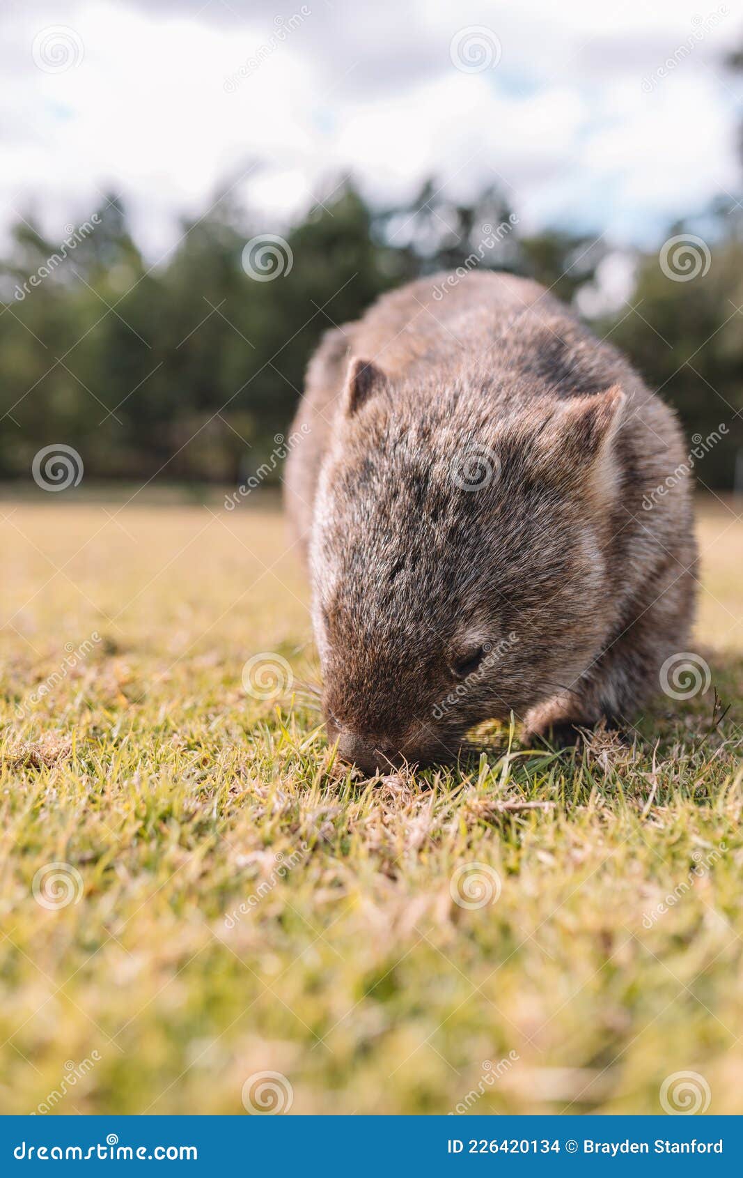 Common Wombat Eating Grass in a Field. Stock Photo - Image of feeding ...