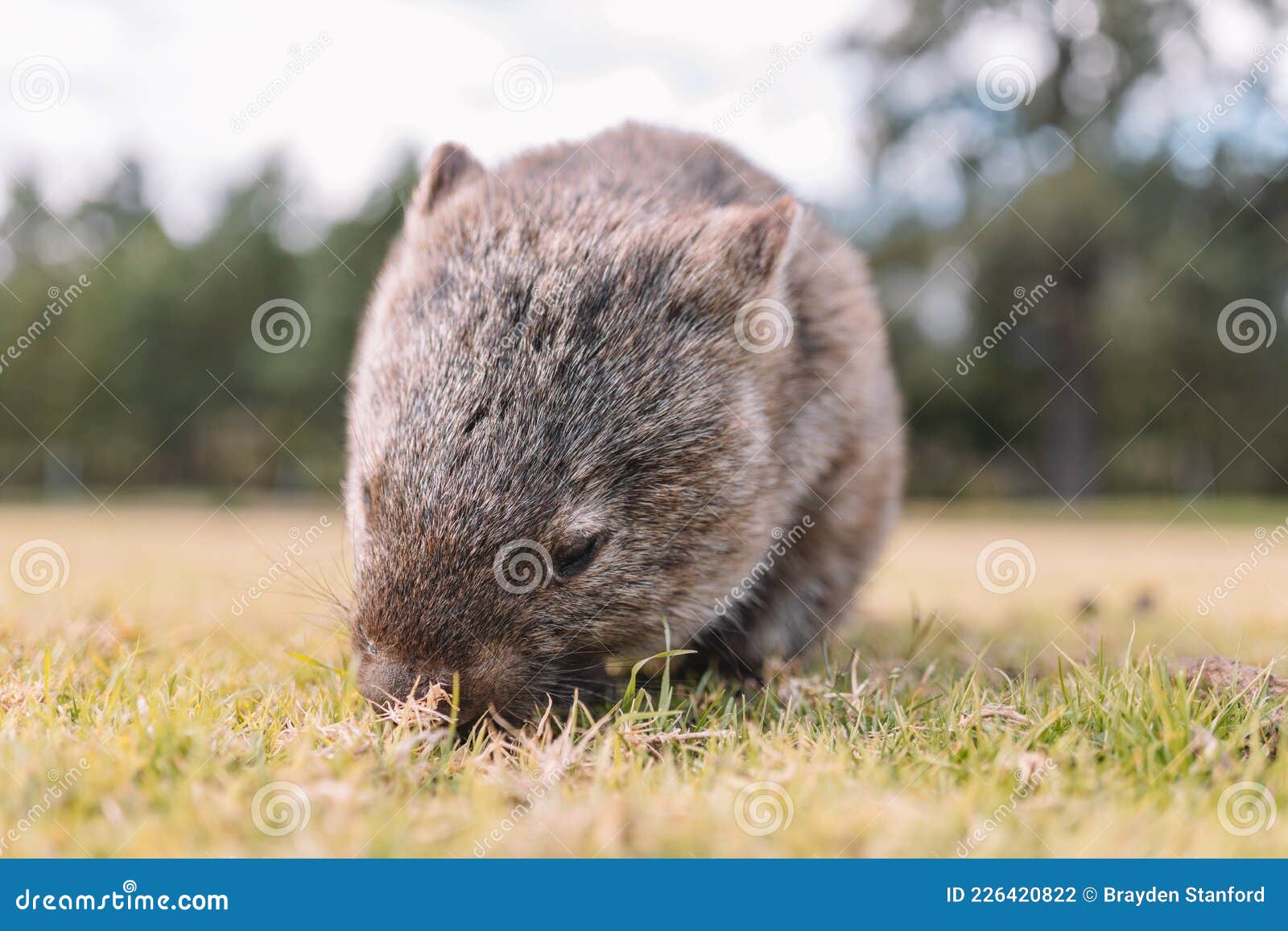Common Wombat Eating Grass in a Field. Stock Photo - Image of mammal ...