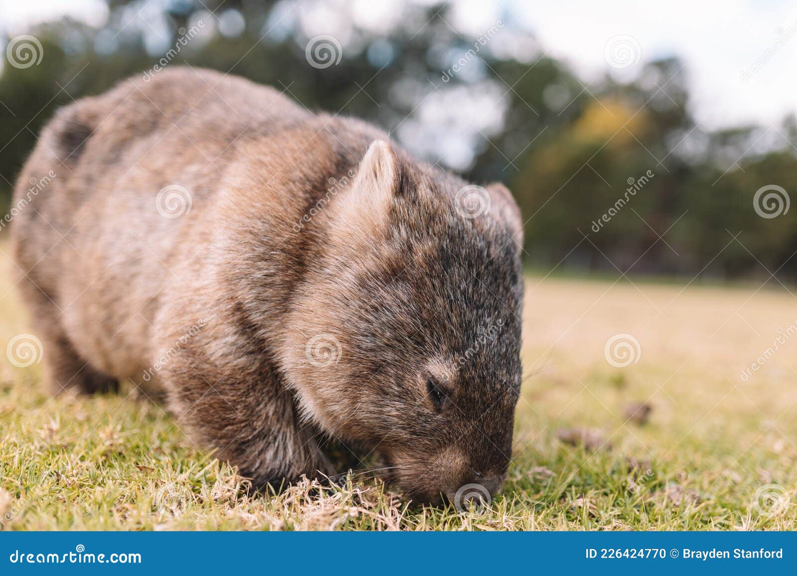 Common Wombat Eating Grass in a Field. Stock Photo - Image of feeding ...