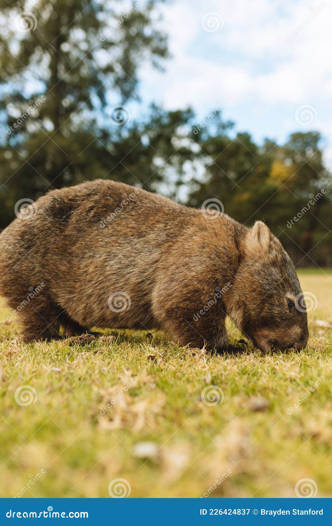 Common Wombat Eating Grass in a Field. Stock Image - Image of nature ...