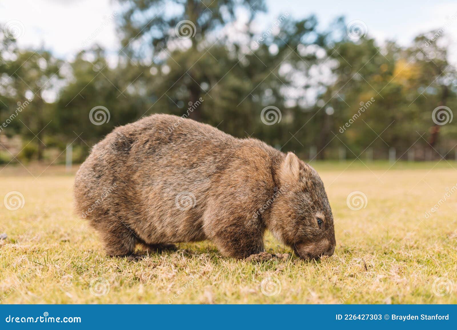 Common Wombat Eating Grass in a Field. Stock Image - Image of wombat ...