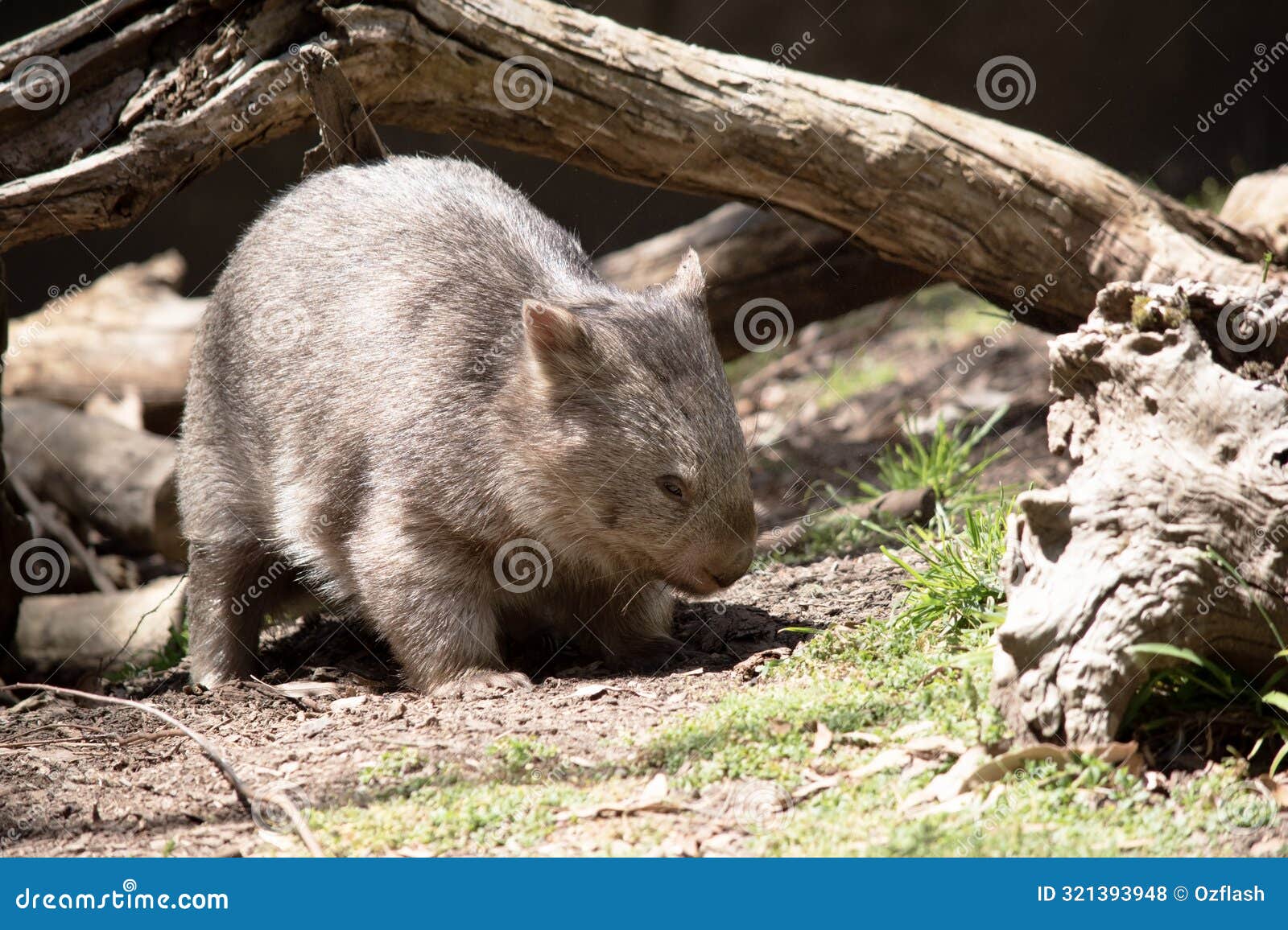 The Common Wombat is Looking for Food Stock Photo - Image of wild, view ...