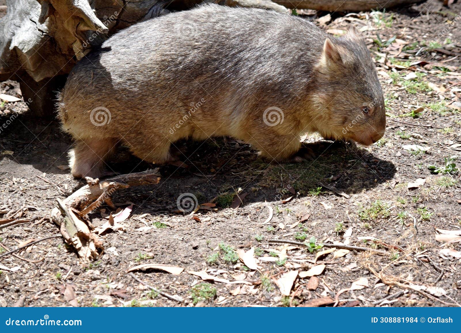 This is a Side View of a Common Wombat Stock Photo - Image of brown ...