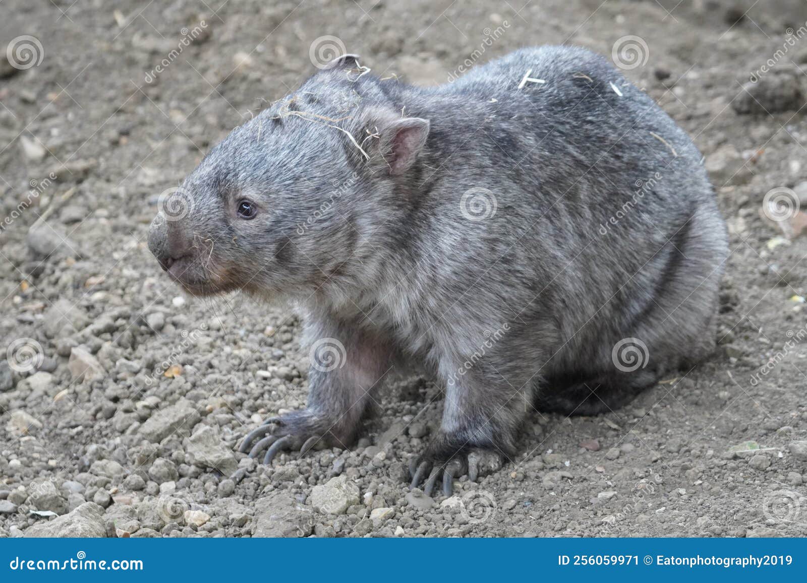 Common wombat in the sun stock image. Image of marsupial - 256059971