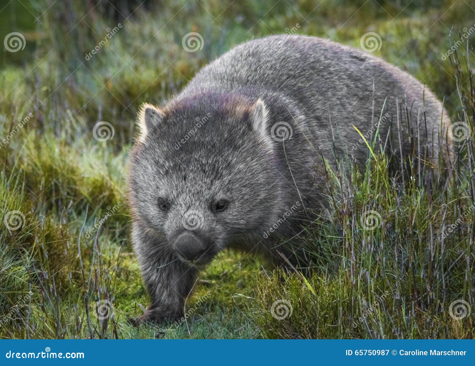 Common Wombat stock image. Image of south, common, maria - 65750987