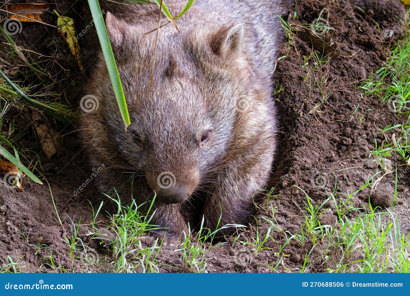 Common wombat stock photo. Image of marsupial, nosed - 270688506